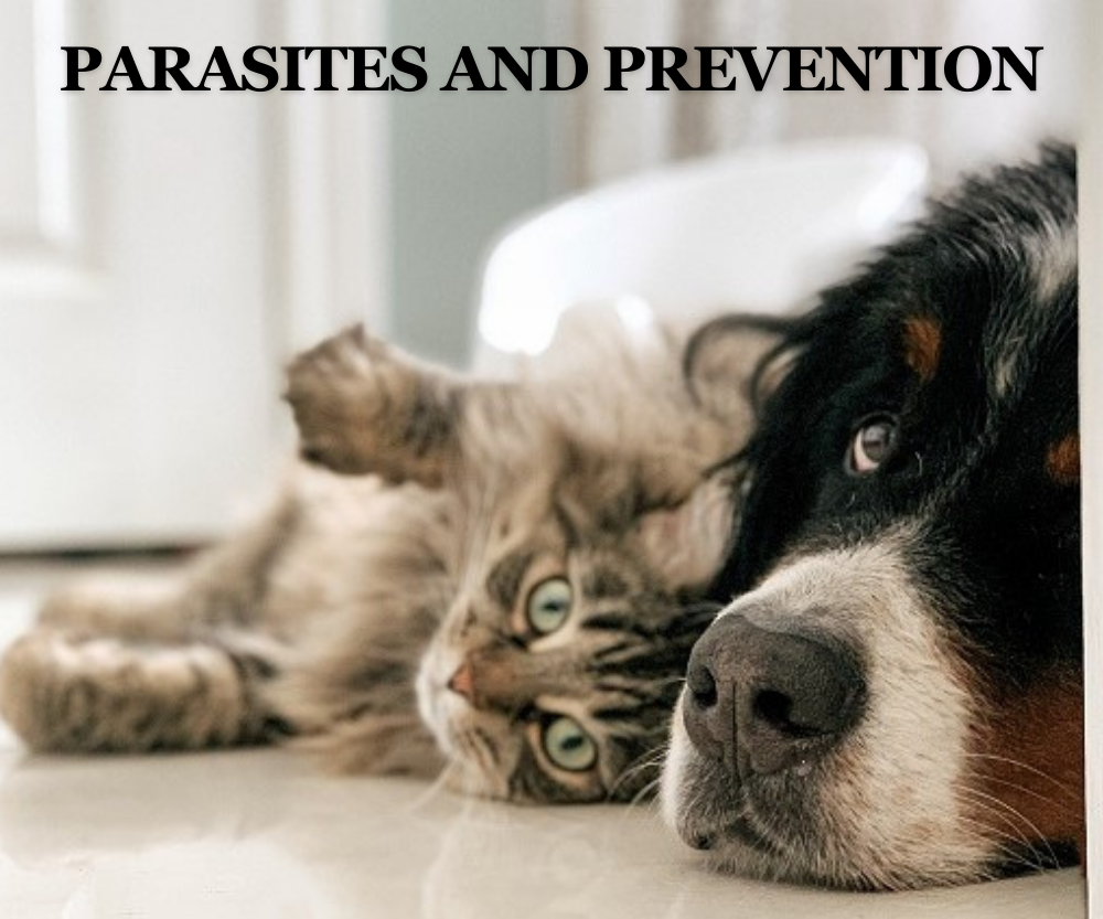 Parasites And Prevention | Animal Hospital Of Sussex County